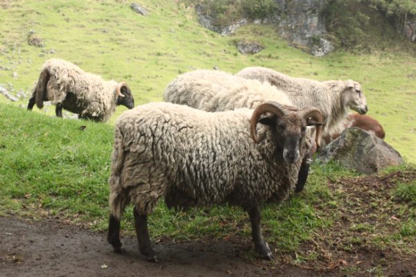 HIKING BARU VOLCANO - THE ULTIMATE CHALLENGE - Travel Monkey