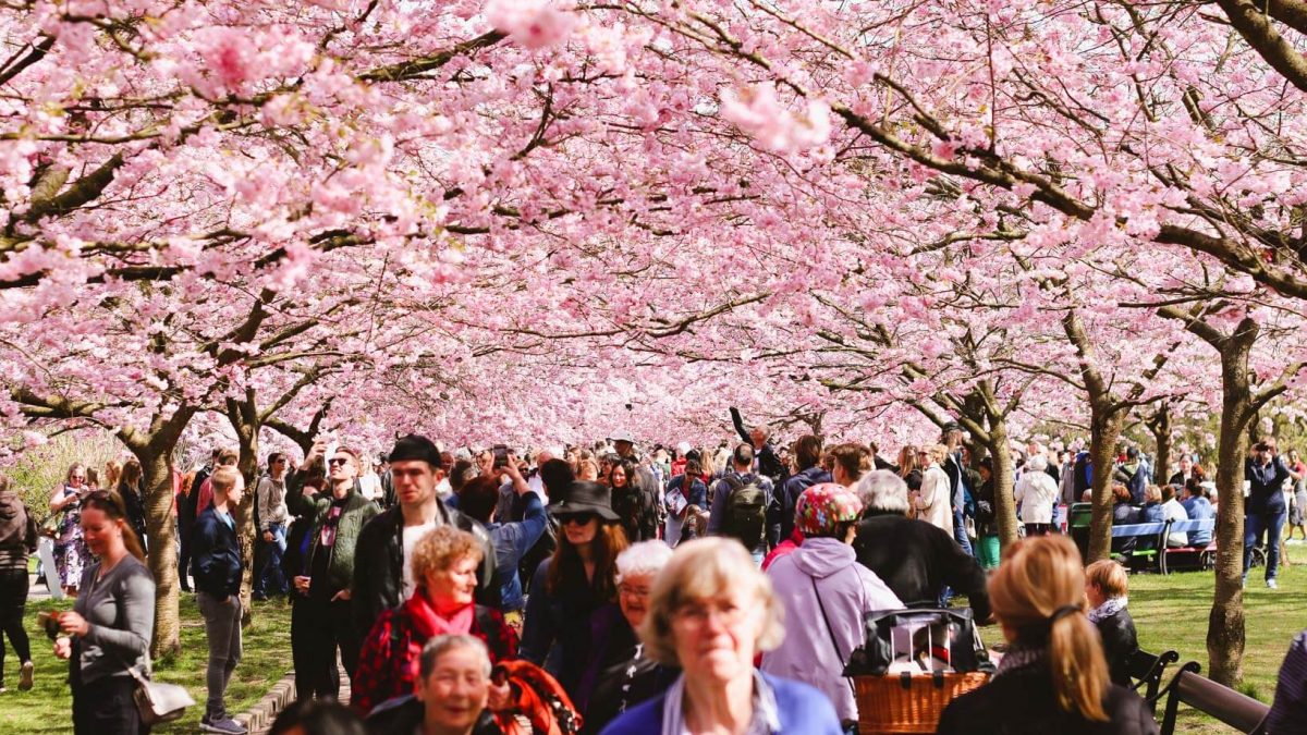Where to Find Cherry Blossoms in Copenhagen? - Travel Monkey