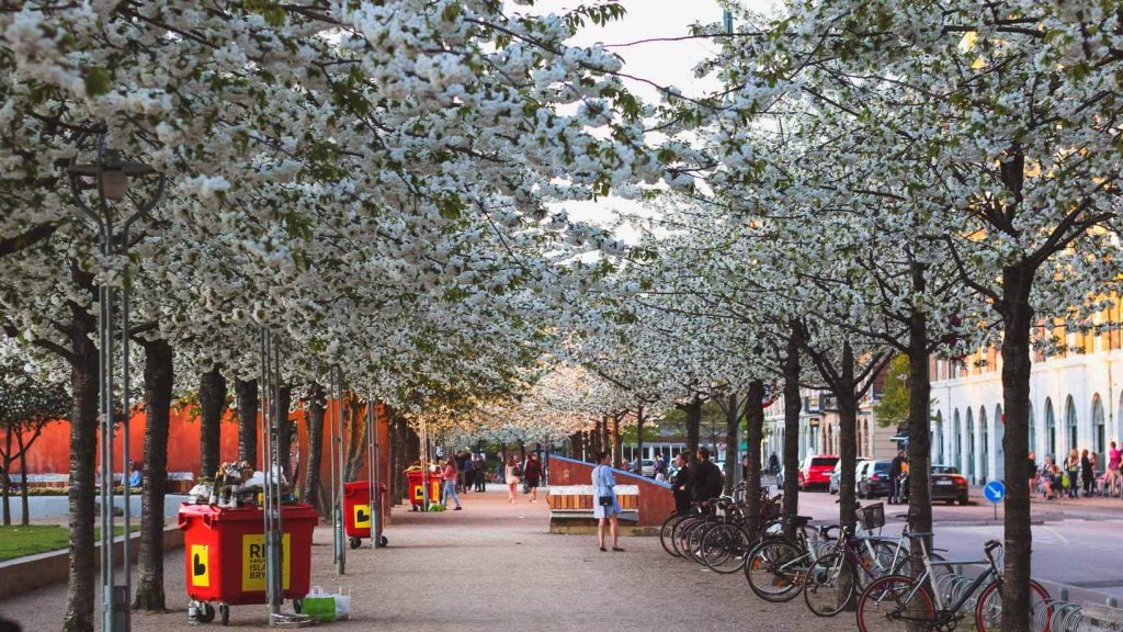 Where to Find Cherry Blossoms in Copenhagen? - Travel Monkey